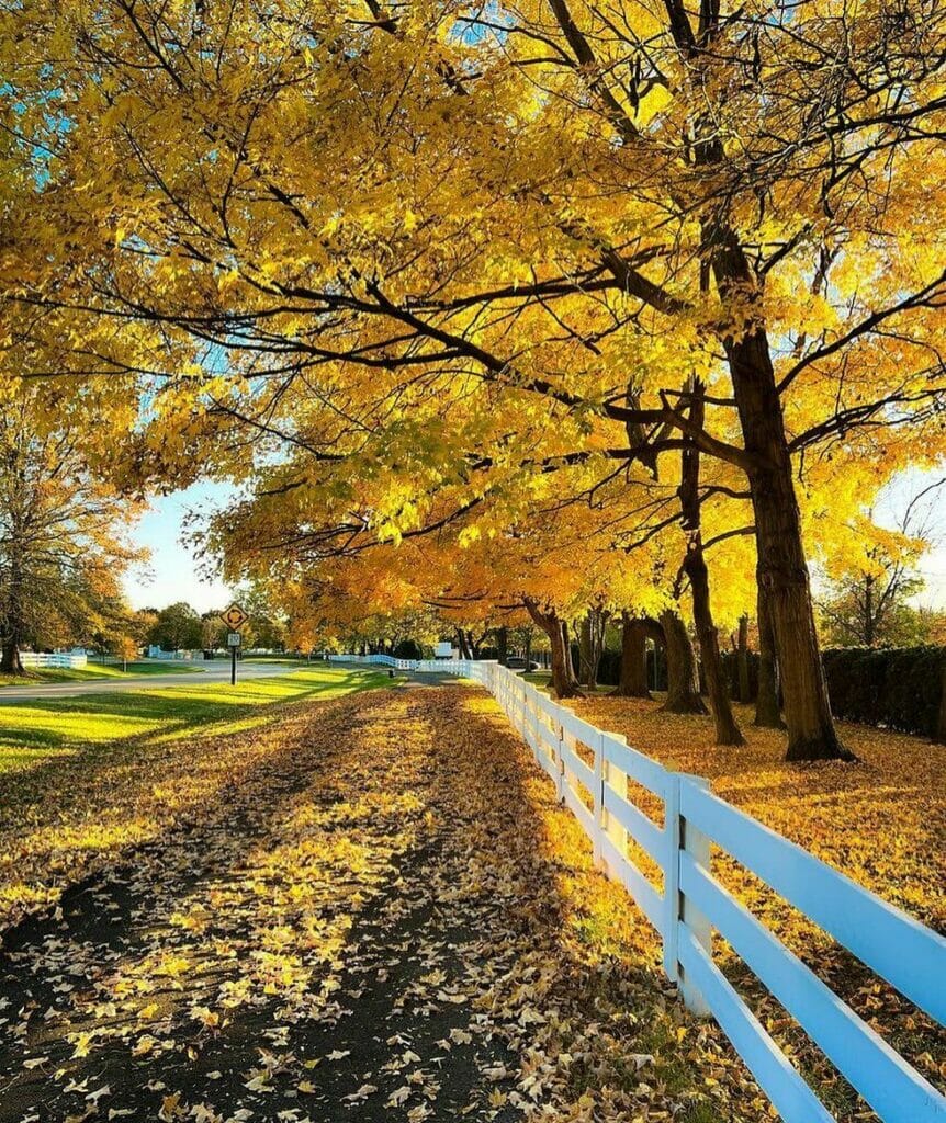 Leaf Collection - City of New Albany