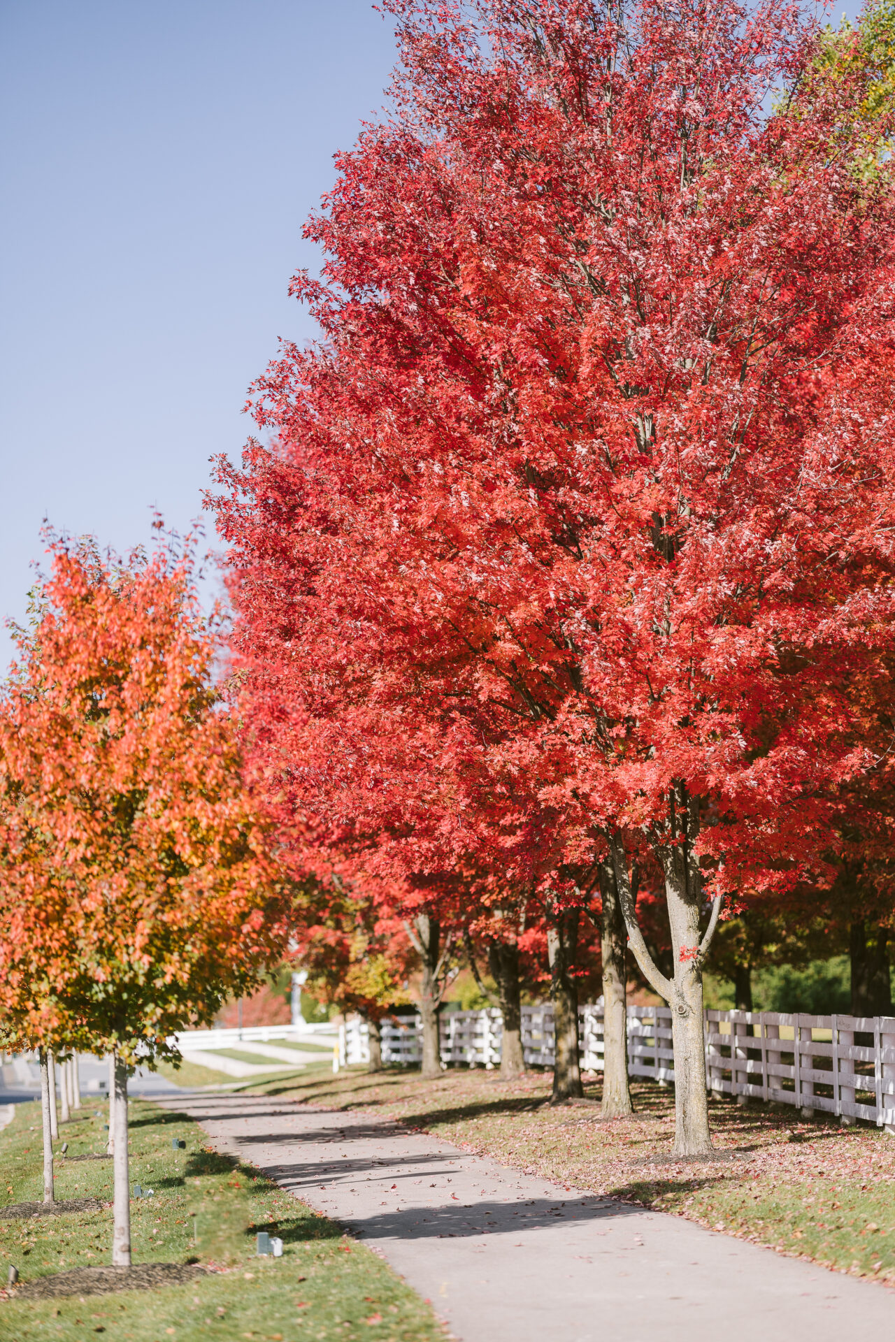 Leaf Collection - City of New Albany