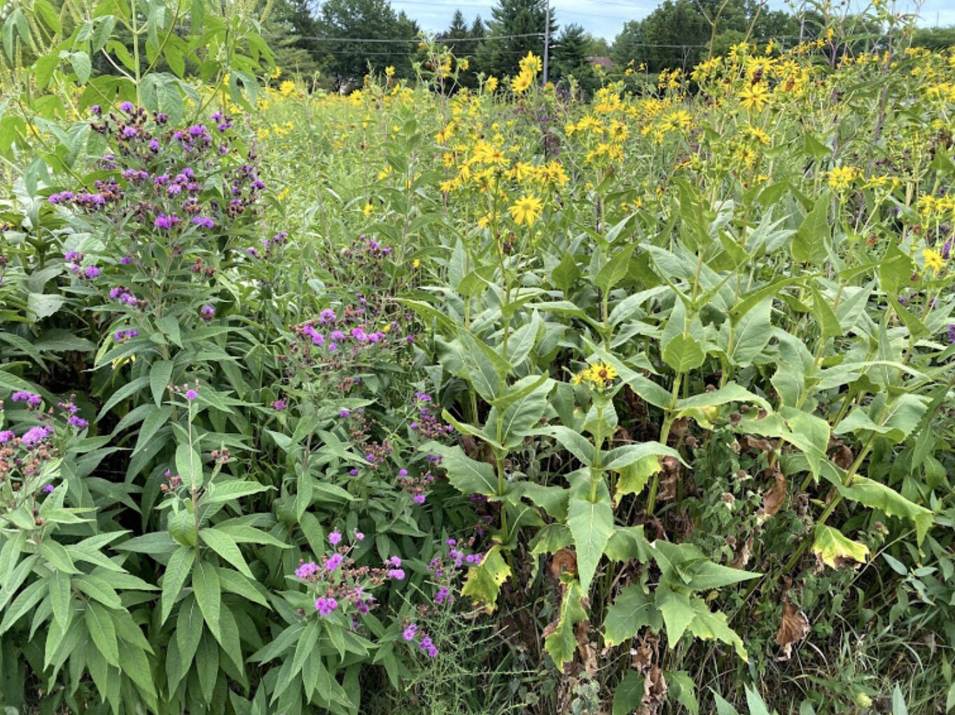 New Albany Launches 'Pocket Prairie' Project in Select Parks - City of ...